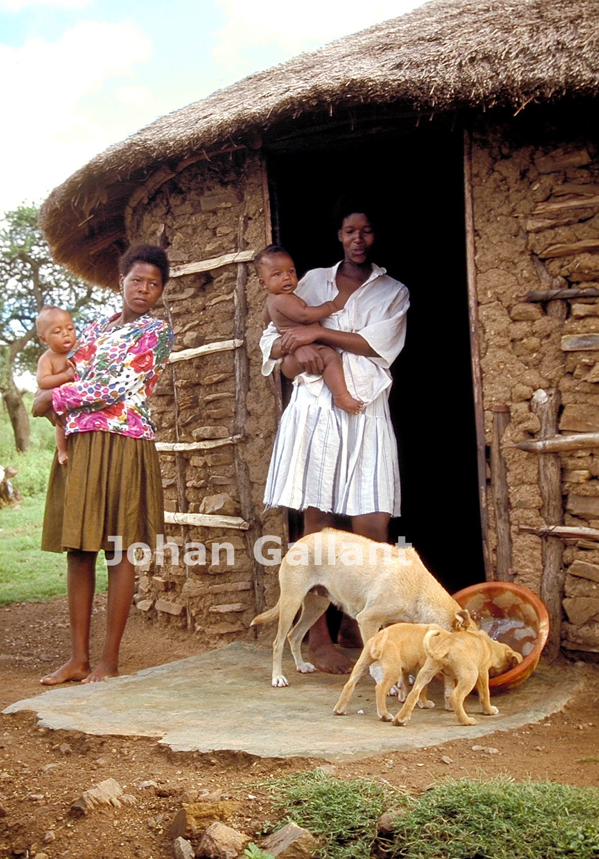 AfriCanis – Primitive and Aboriginal Dogs Society