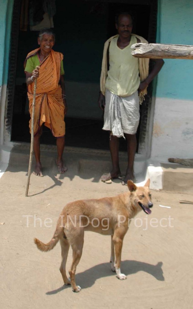 INDog – Primitive and Aboriginal Dogs Society