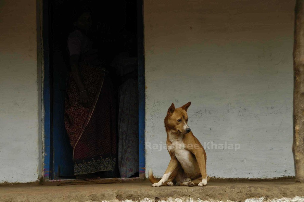 INDog – Primitive and Aboriginal Dogs Society